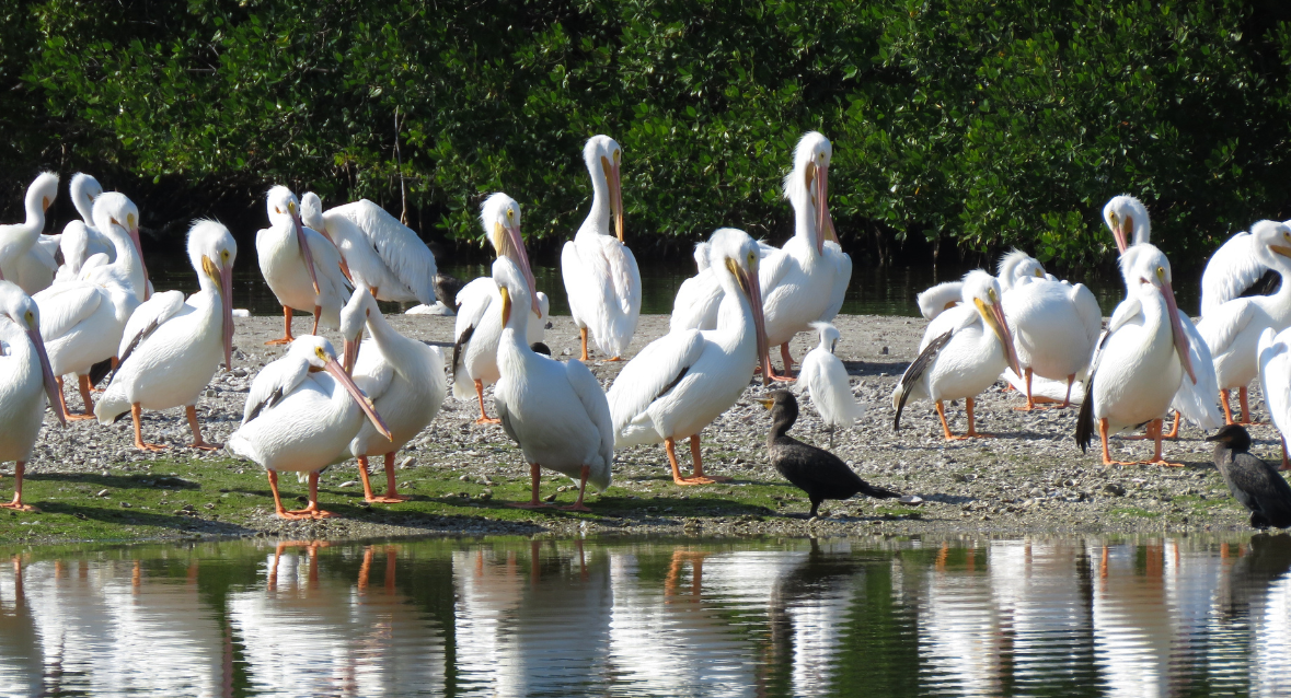 The Best Fishing Charter, Dolphin Tours, Scalloping, & Cedar Key ...